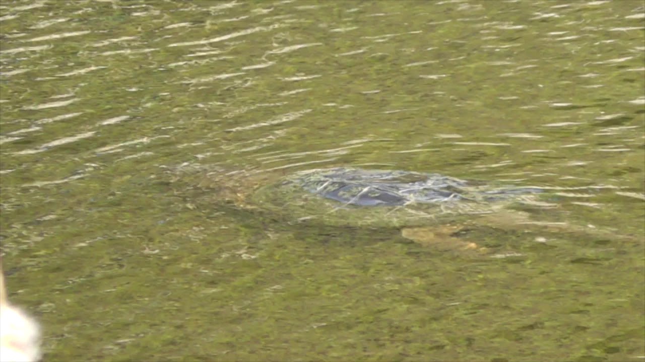 Eastern Snapping Turtle in Ann Arbor, Michigan (USA) - YouTube