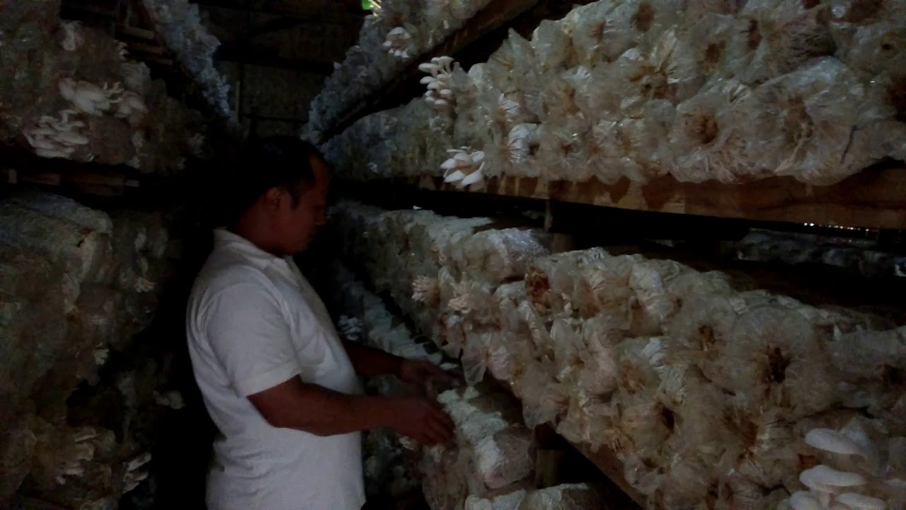 Kandang Jamur - YouTube