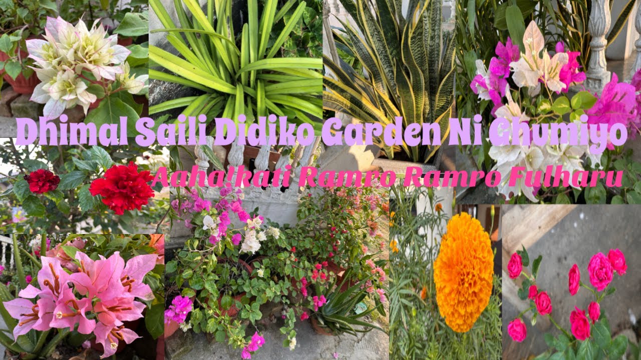 Nepali Garden Tour || Flowers Varieties || Plants Varieties #plants# ...