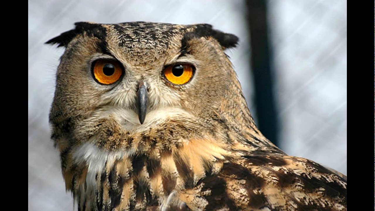 Letece zivotinje (PTICE) - YouTube