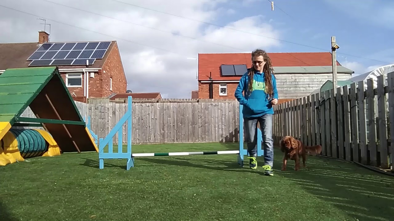 Lockdown Isolation 1 Jump Dog Training Ep4 Ketschker - YouTube