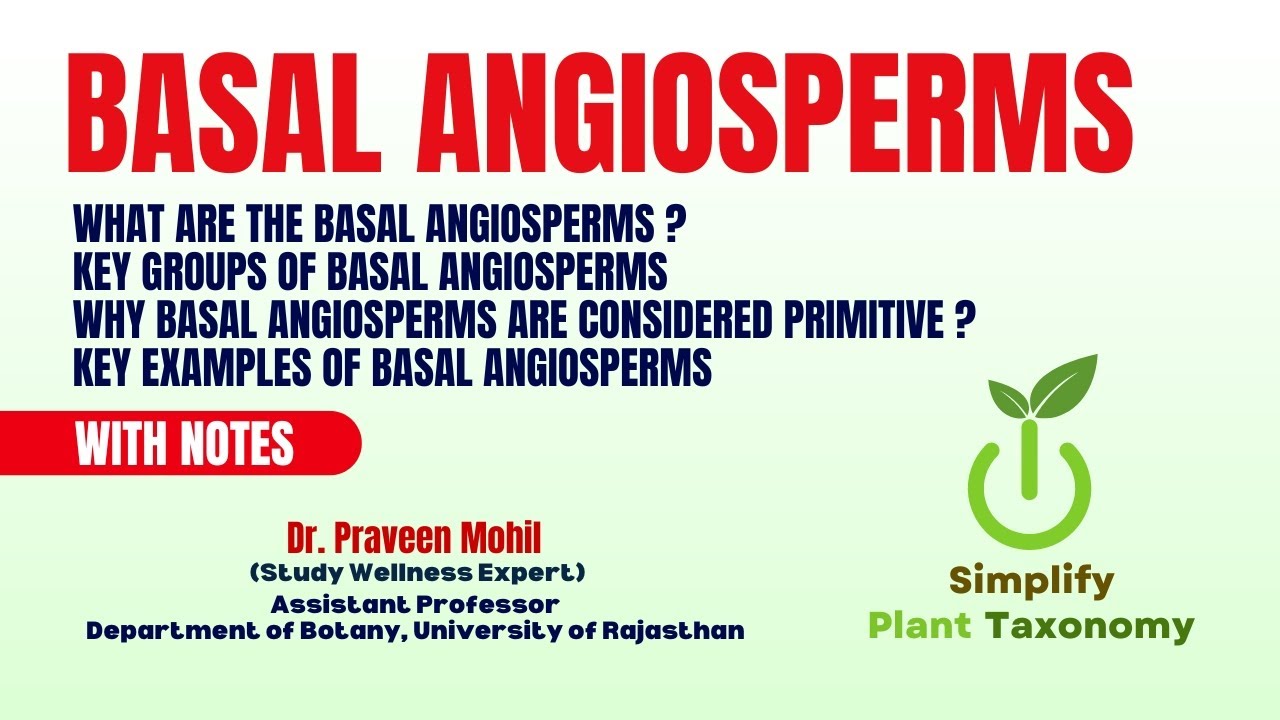 Basal Angiosperms: Primitive Plants & Key Examples Explained || Dr ...