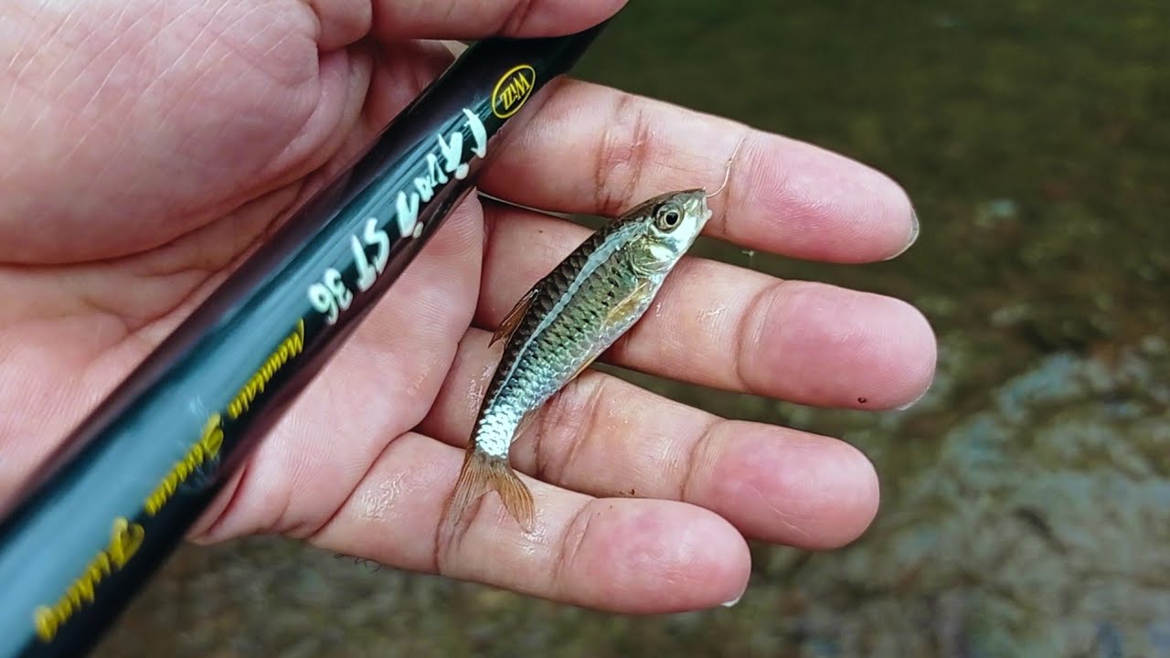 Tanago Second Chance - Mancing Tanago Micro Fishing Trip - YouTube