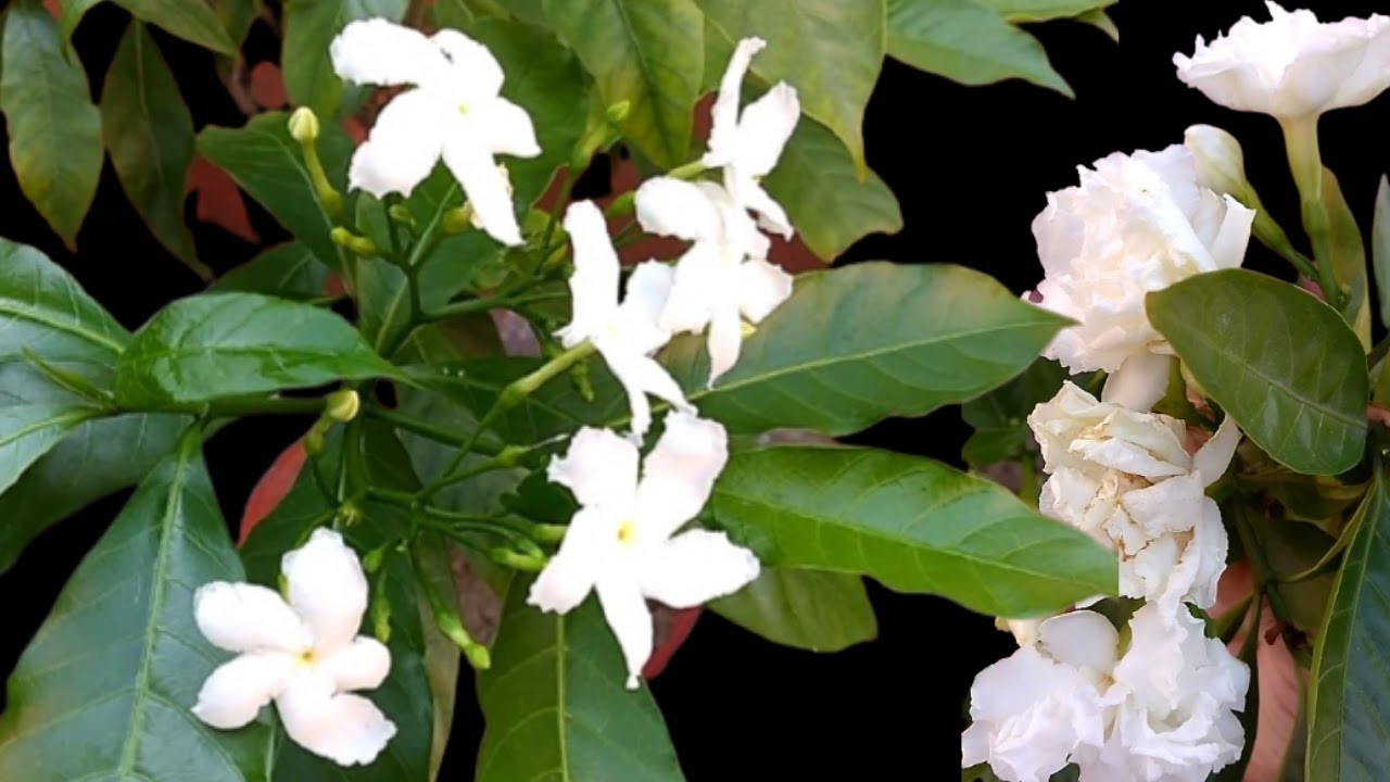 টগরফুল গাছের সহজ পরিচর্যা। complete care of tagor plant. - YouTube