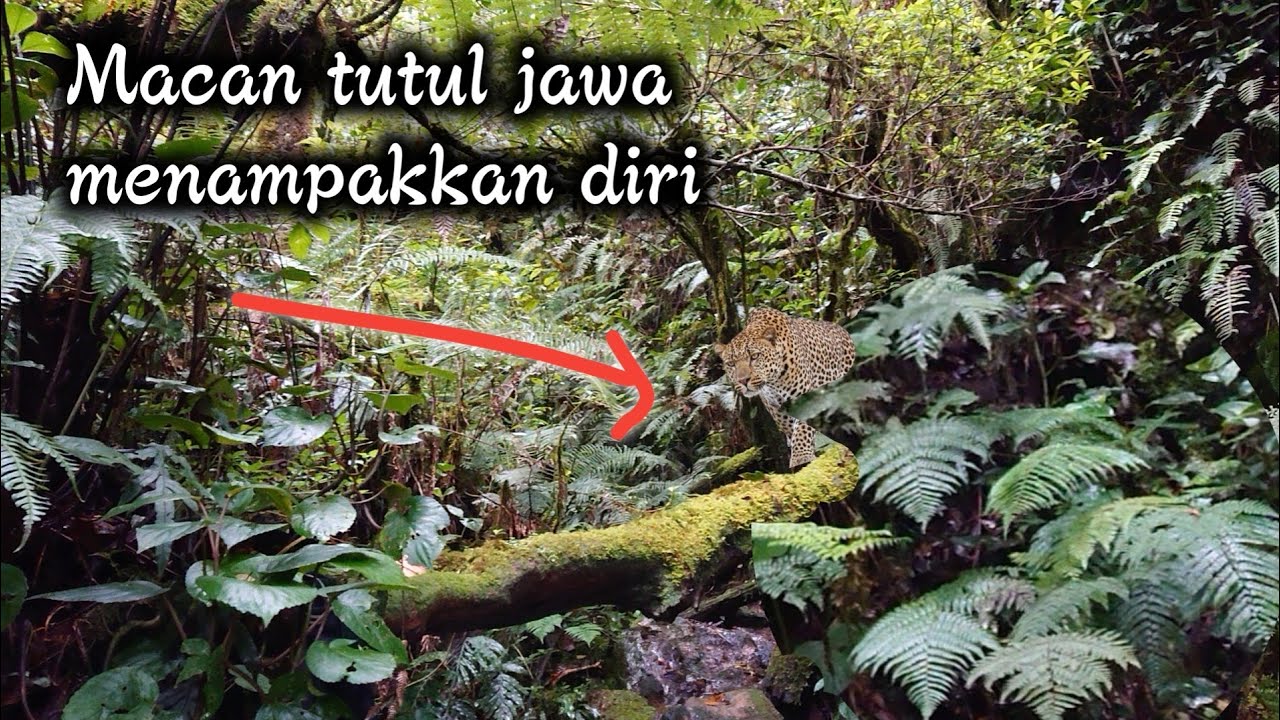 explore pedalaman hutan belantara | bertemu macan tutul jawa langka ...