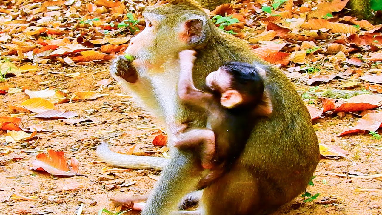 Baby Ara trying to cling her mother - YouTube