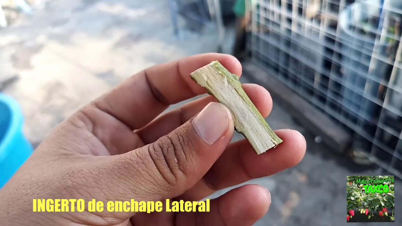 CÓMO HACER UN INJERTO PARTE 2 - Evolución de mis injertos - How to ...