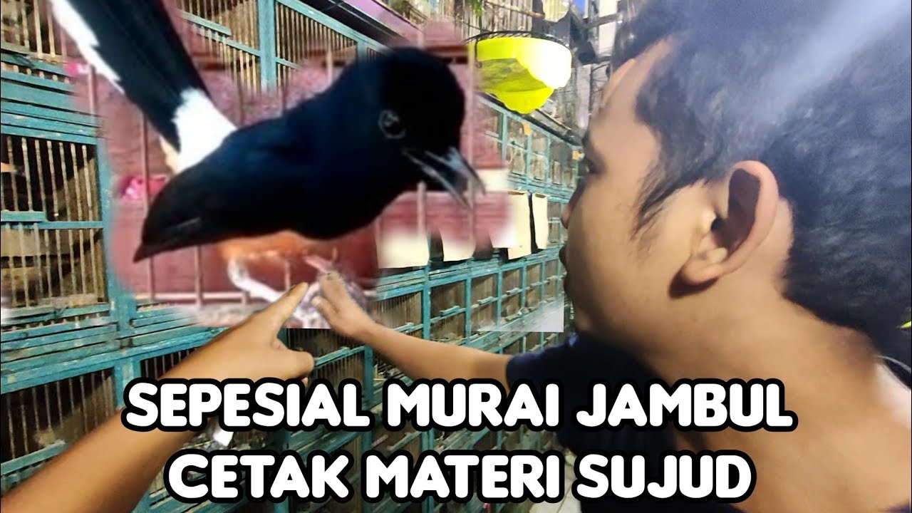 SEPESIAL MURAI JAMBUL,CETAK MATERI SUJUD - YouTube