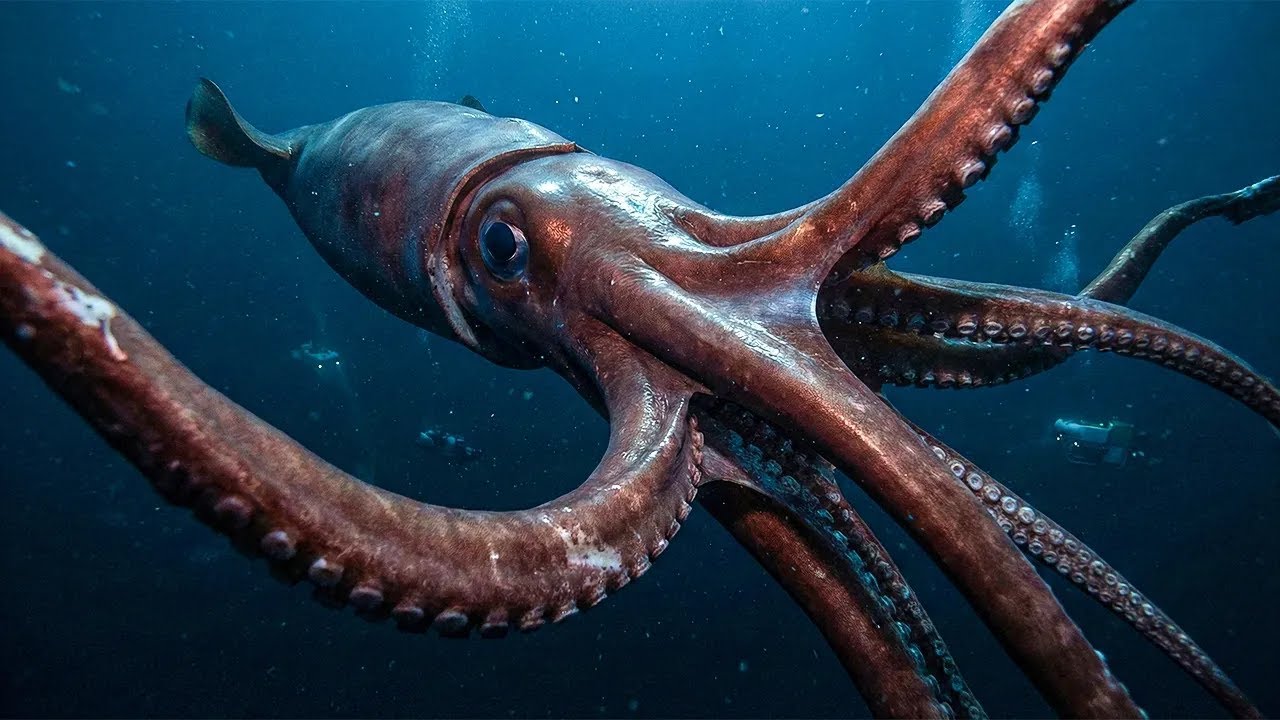 Koloss-Kalmar: Das Monster Der TIEFE Das Die WISSENSCHAFT NICHT ...