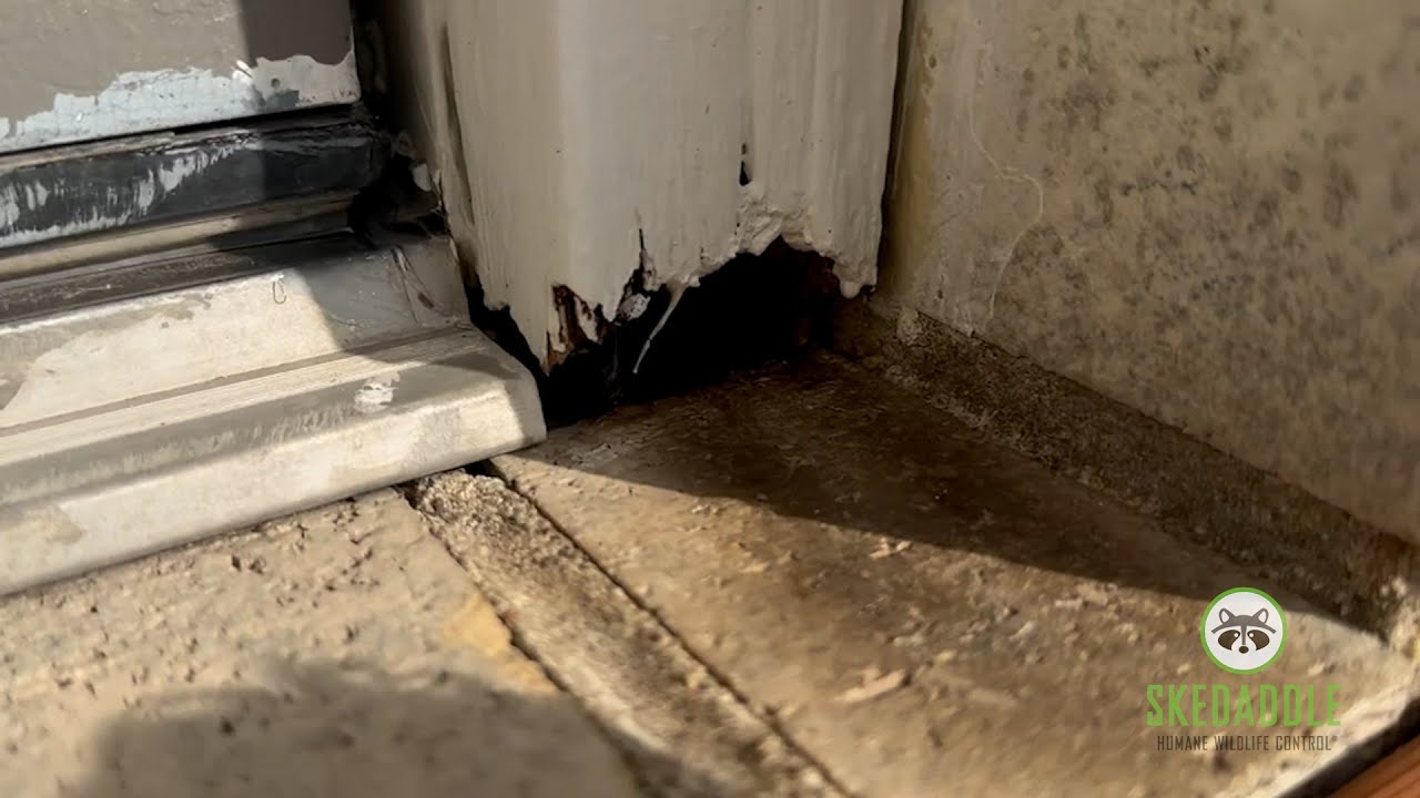 Commonly Found Mouse Entry Points Around The Home - Madison, Wisconsin ...