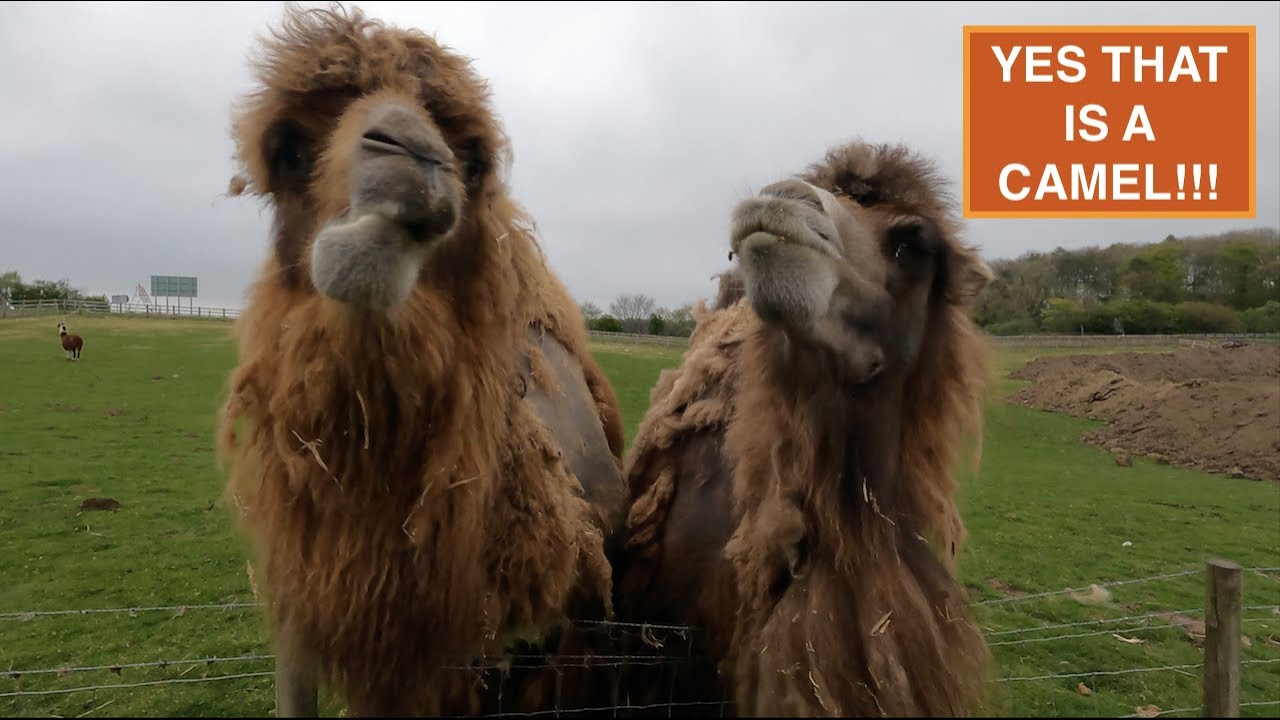 FARM SAFARI!! A LOOK AT OUR EXOTIC ANIMALS!! - YouTube