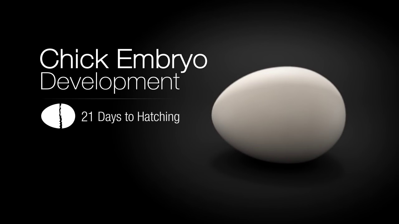 Embryo and foetus of a chicken 🐣. - YouTube