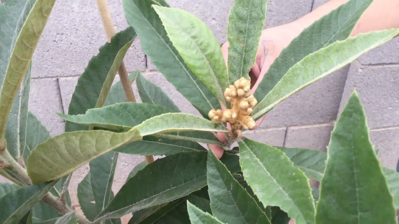 Growing LOQUATS in Arizona! - YouTube