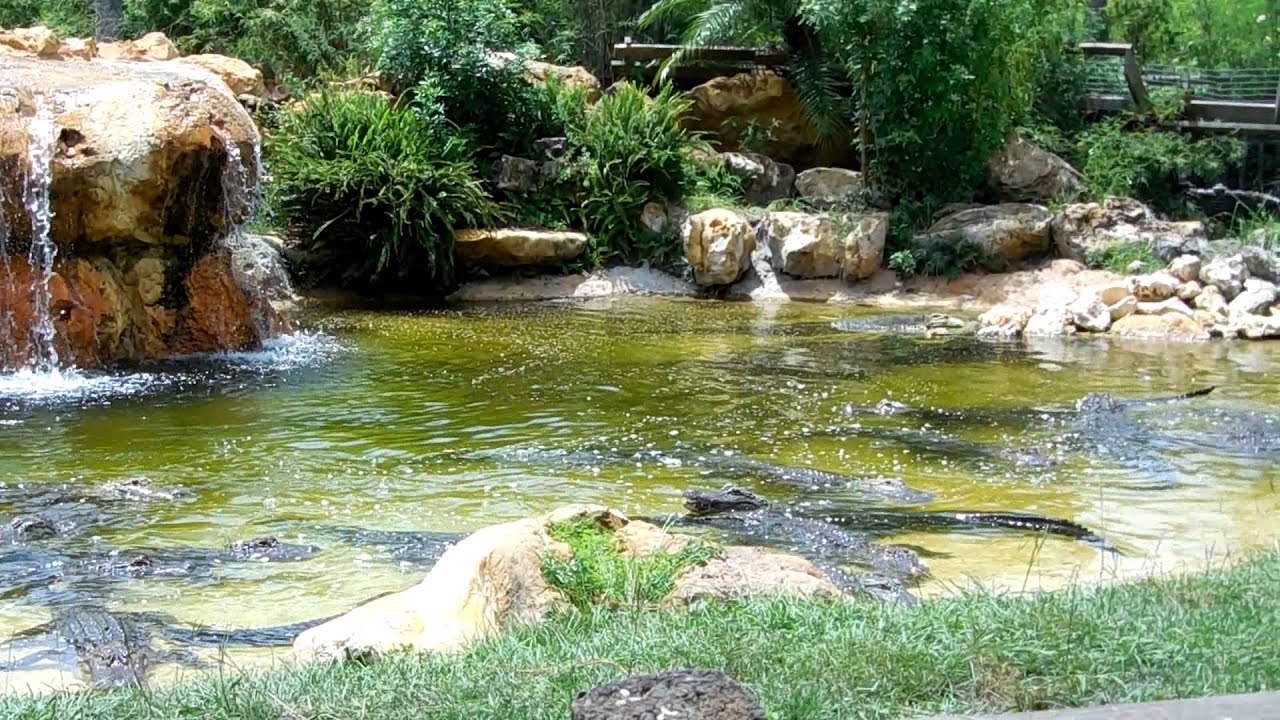 Florida Gatorland small alligator pond - YouTube