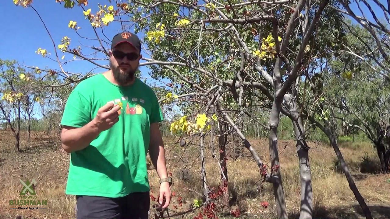 Bush Tucker - The Australian Kapok - YouTube