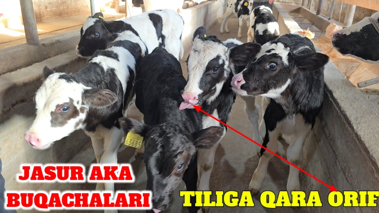 JASUR AKA 7 DONA PO‘LSHA BUQACHALARINI SOTADI. - YouTube