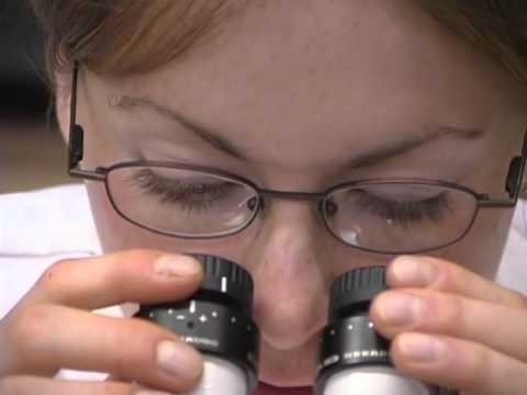 Part 3: How to Use Stereo and Compound Microscopes - YouTube