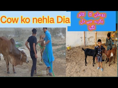 aj hume Cow ko nehla dia | Rohan ka kalo bakra - YouTube