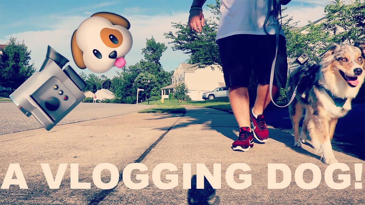 My Australian Shepard Is Now A Vlogging Dog With The GoPro!!! - YouTube