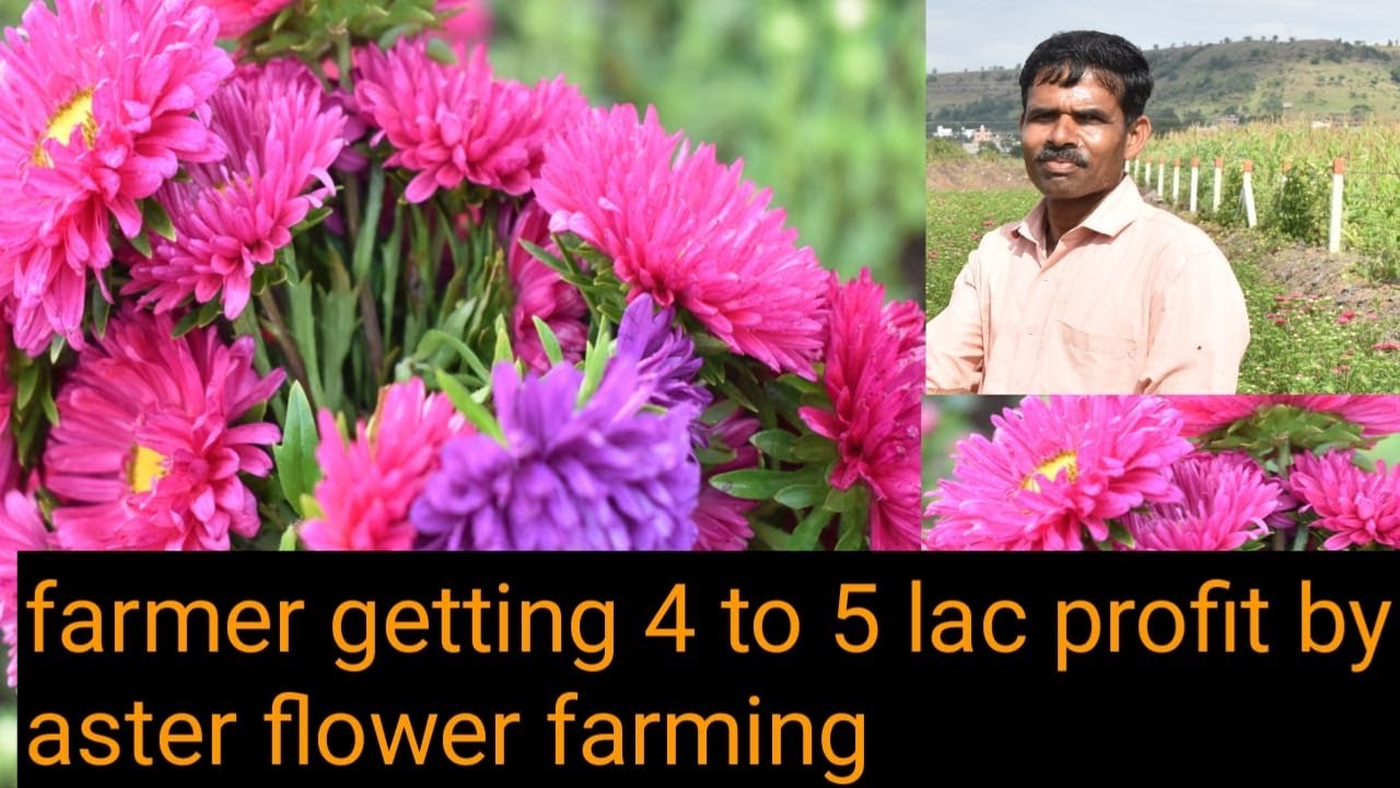 aster flower farming || floriculture in india || good profit by aster ...