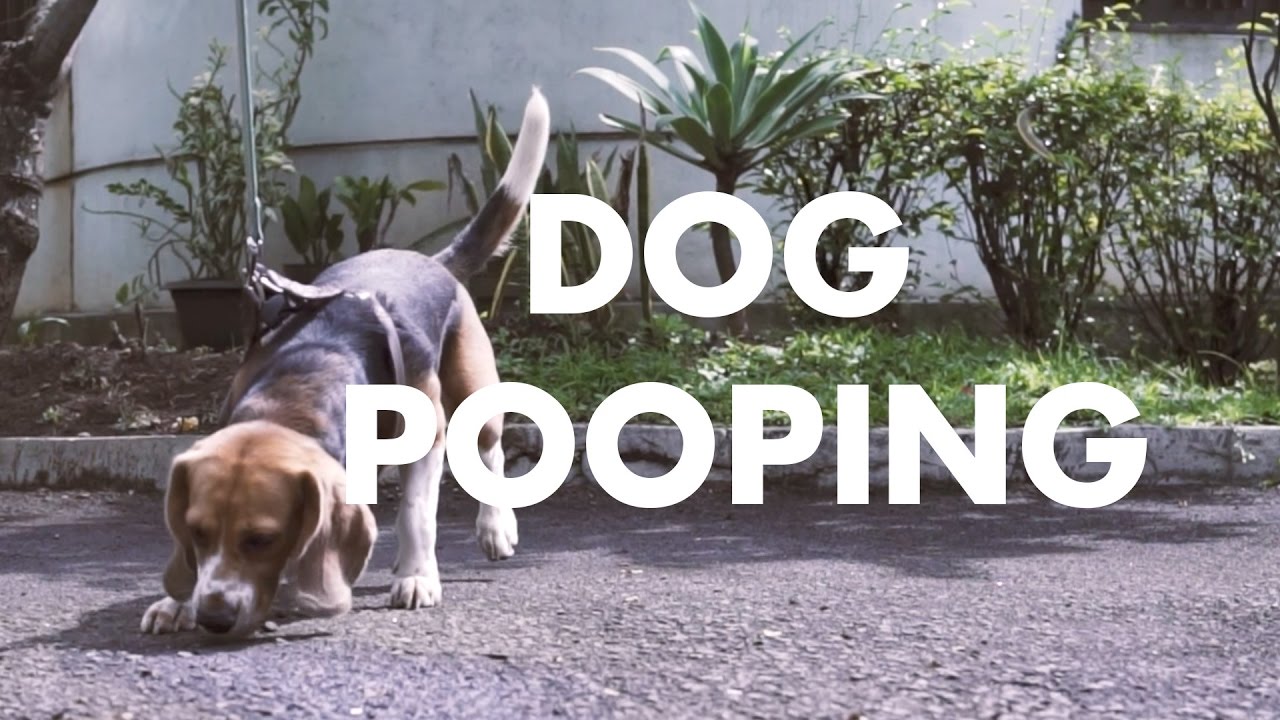Dog Pooping in Glorious Cinematic Slow Motion - Zhiyun Tech Crane Test ...