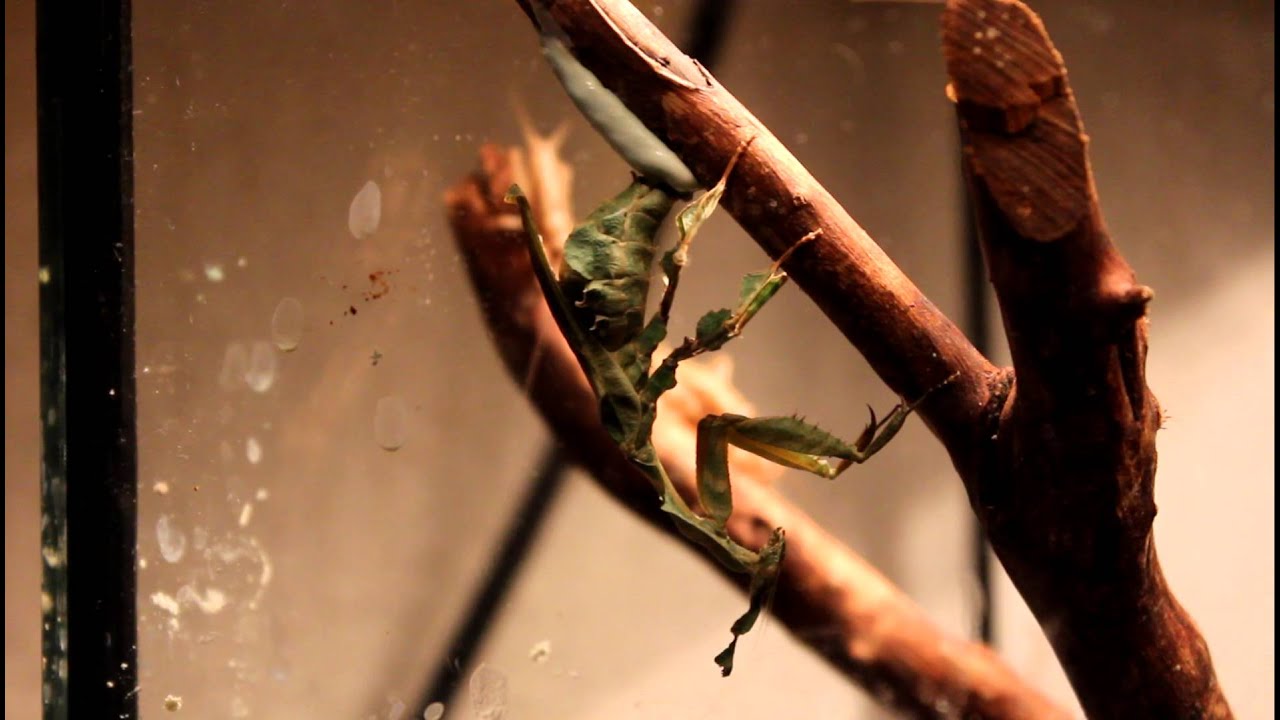 Ghost Mantis laying an ootheca [ Allahin Yaratma Sanati ] Phyllocrania ...