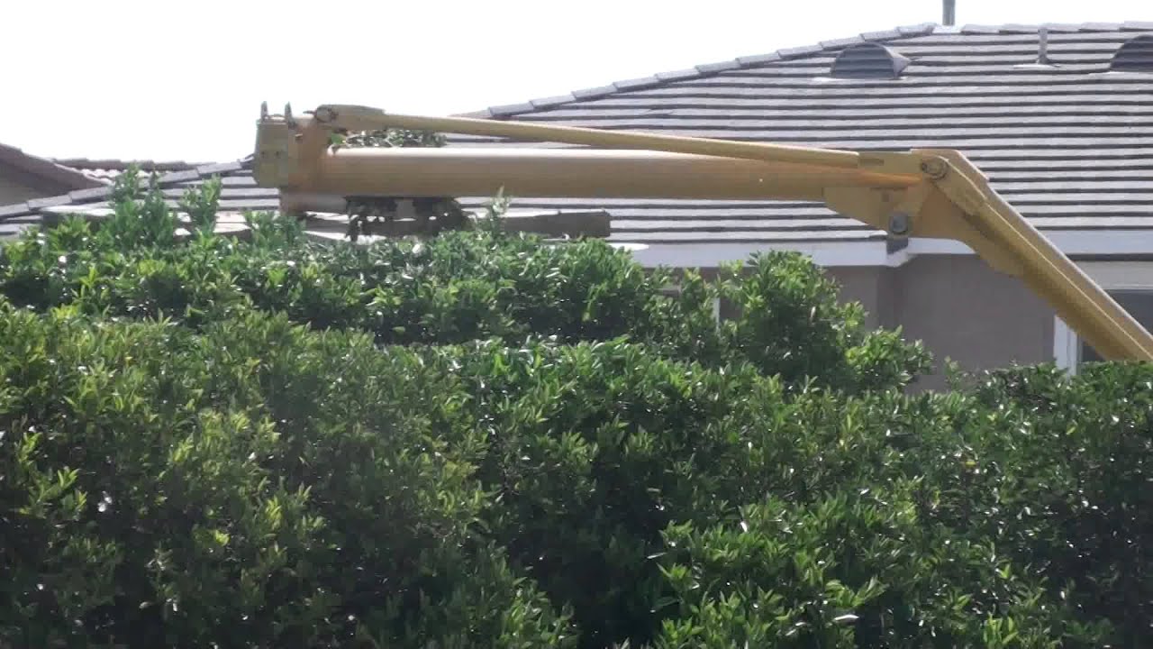 Orange Tree Trimming - YouTube