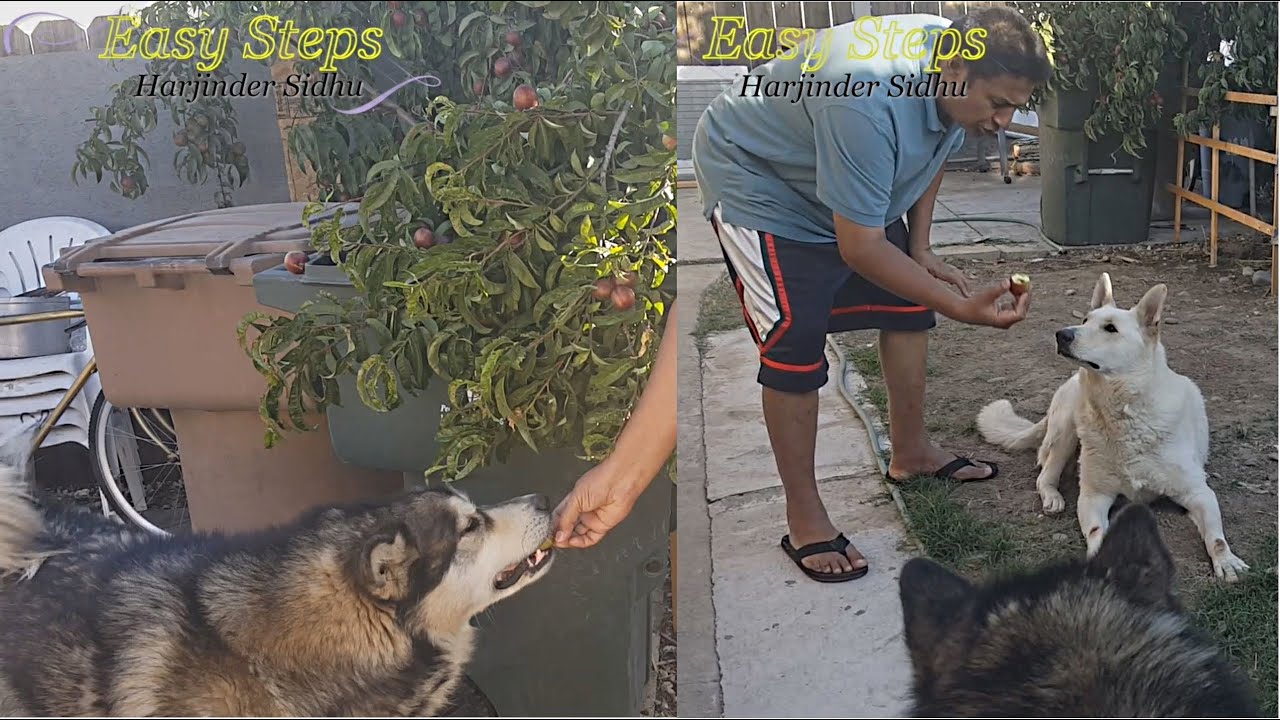 Bruno & Sheru Eating Peach Nectarine Fruit | Alaskan Malamute & German ...