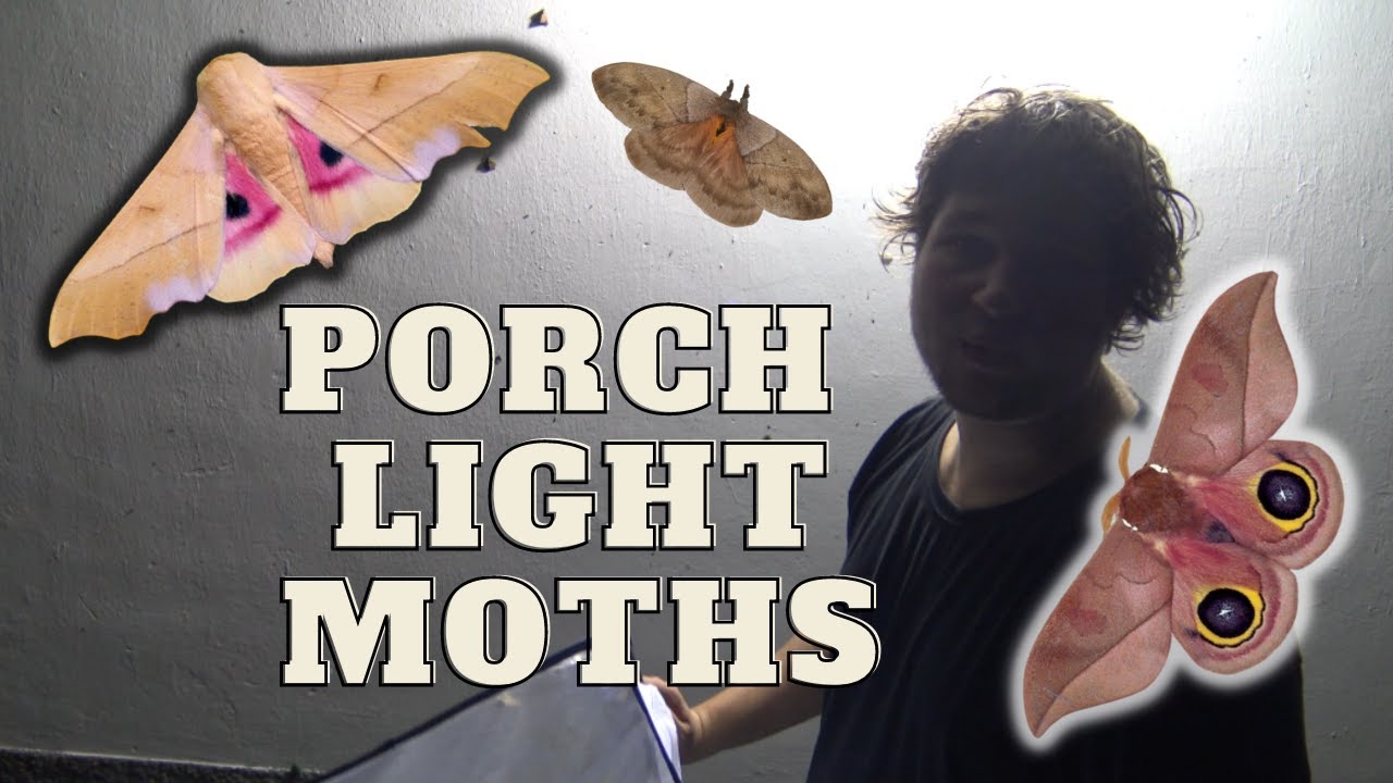 MOTH SPOTTING In Brazil: Porch-light insect bonanza! Bart Coppens x ...