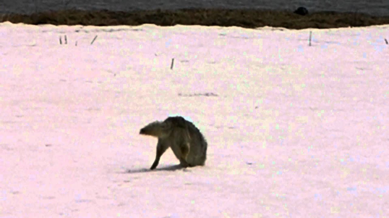 YNP-Coyote hunting mice - YouTube