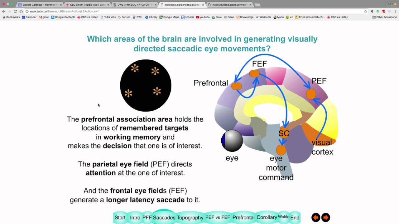 Lecture 6 Streams for Visually Guided Action - YouTube