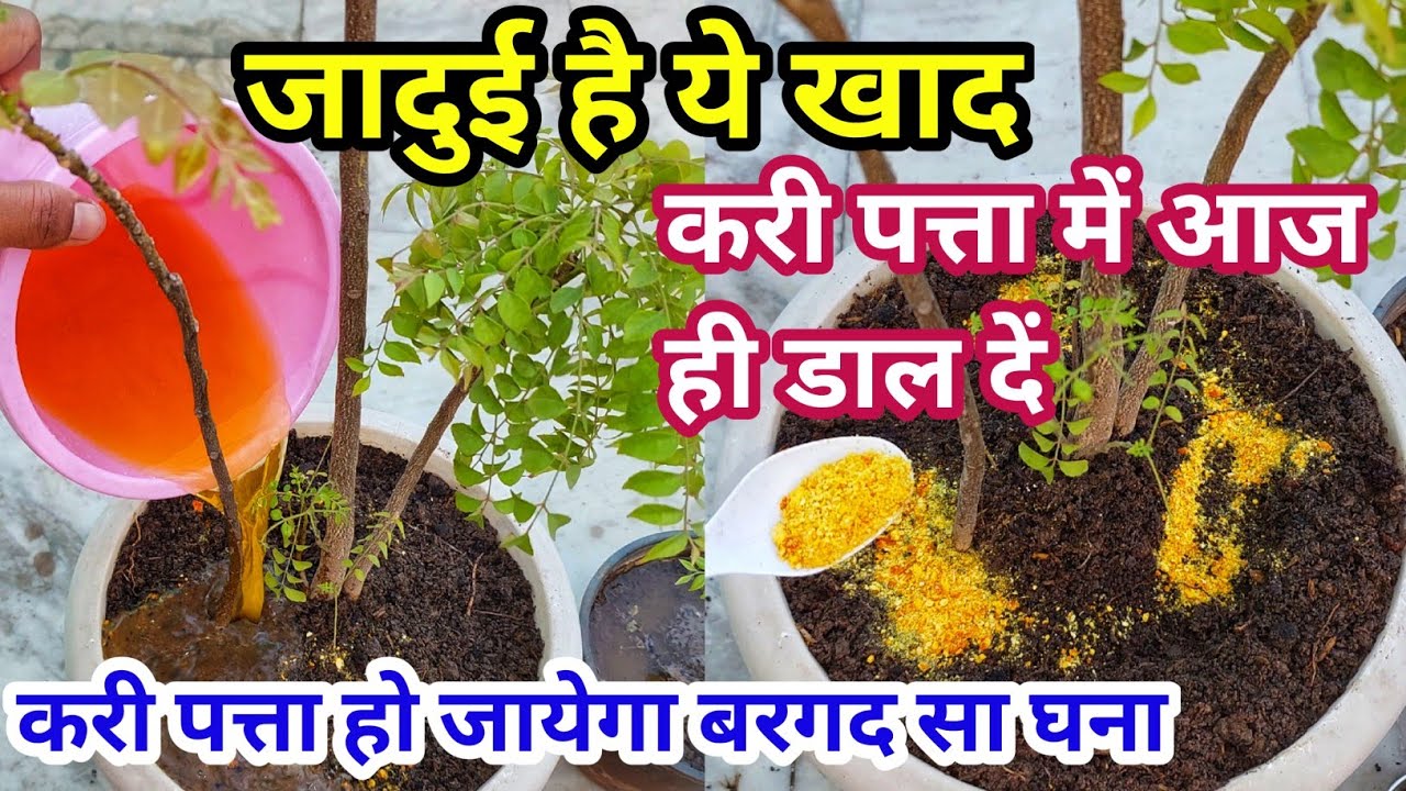 Curry patta fertilizer.मीठा नीम (meetha neem).Curry leaves fertilizer ...