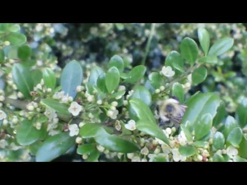 Do Bees Like Boxwood Bushes