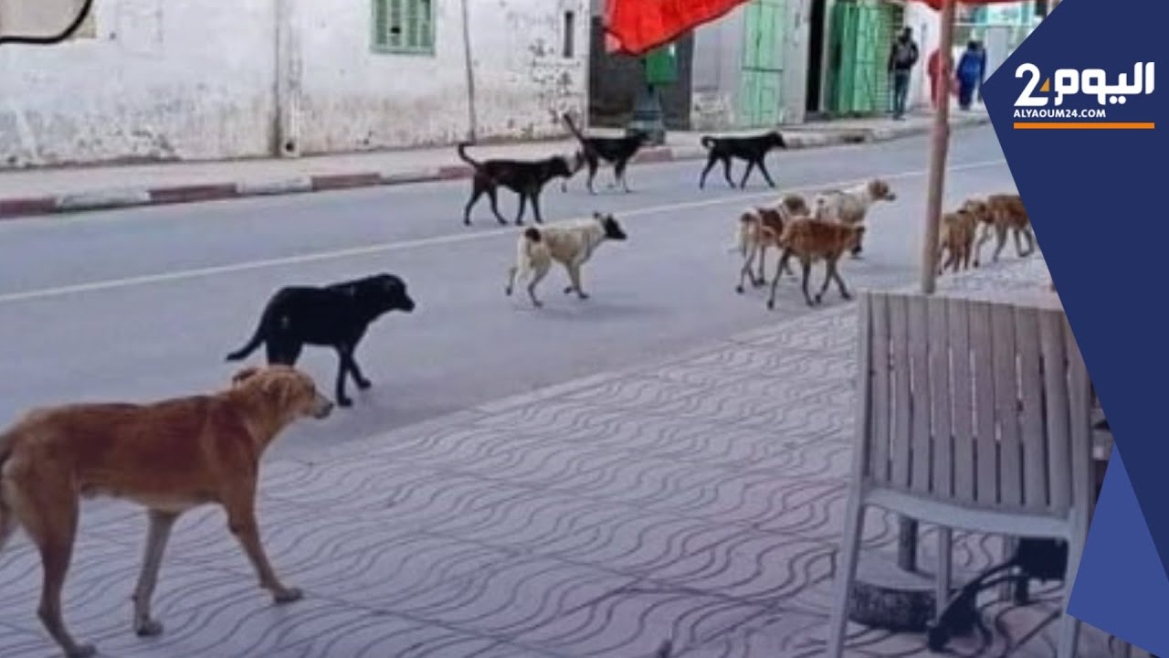 الكلاب الضـالة تـقـ ـتـل طفـلـة بنواحي أكادير، وفعاليات تدق ناقوس الخطـ