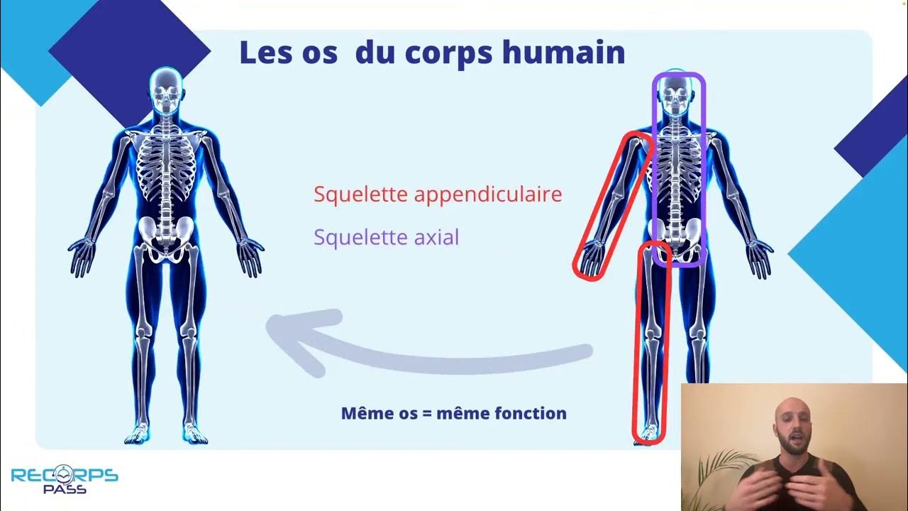 Le système musculo-squelettique et les membres - YouTube