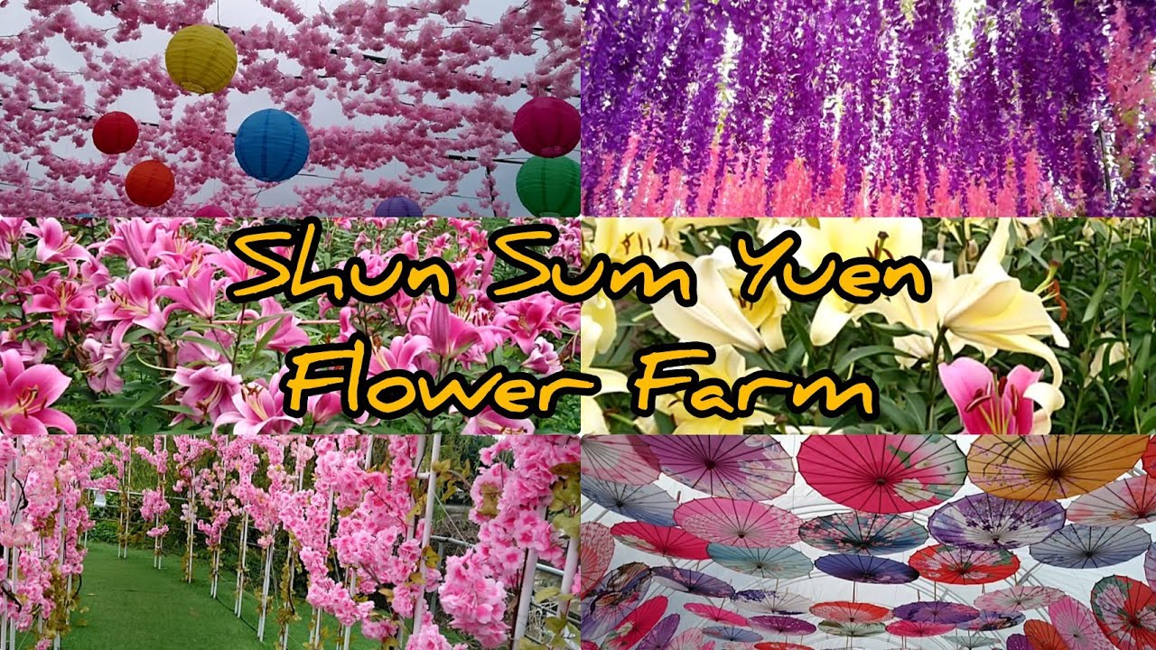 Shun Sum Yuen Flower Farm(mini Japan ng HK) - YouTube