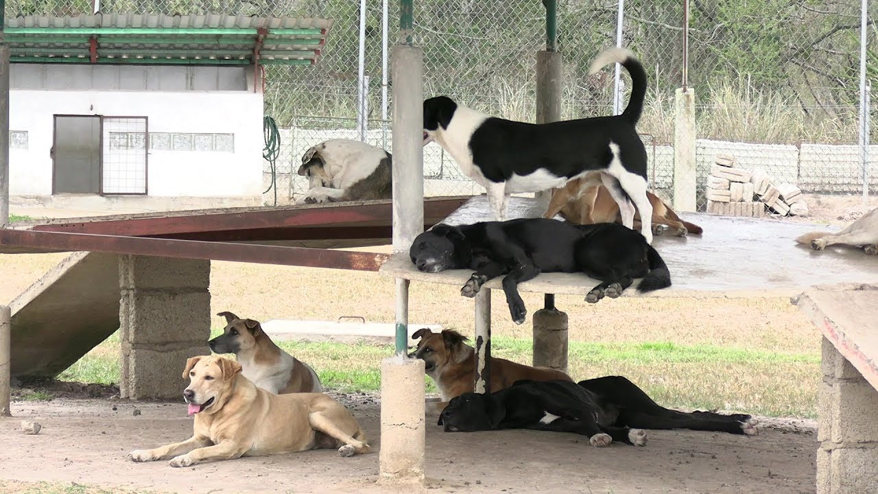 ¿Conoces los refugios de animales? - YouTube