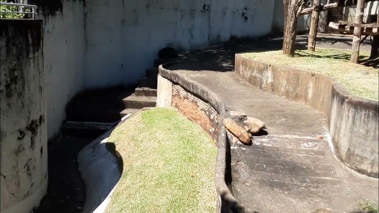 " Dehiwala Zoo 024 " - YouTube