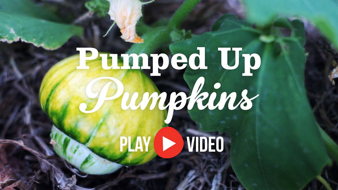 Pumped Up Pumpkins - YouTube