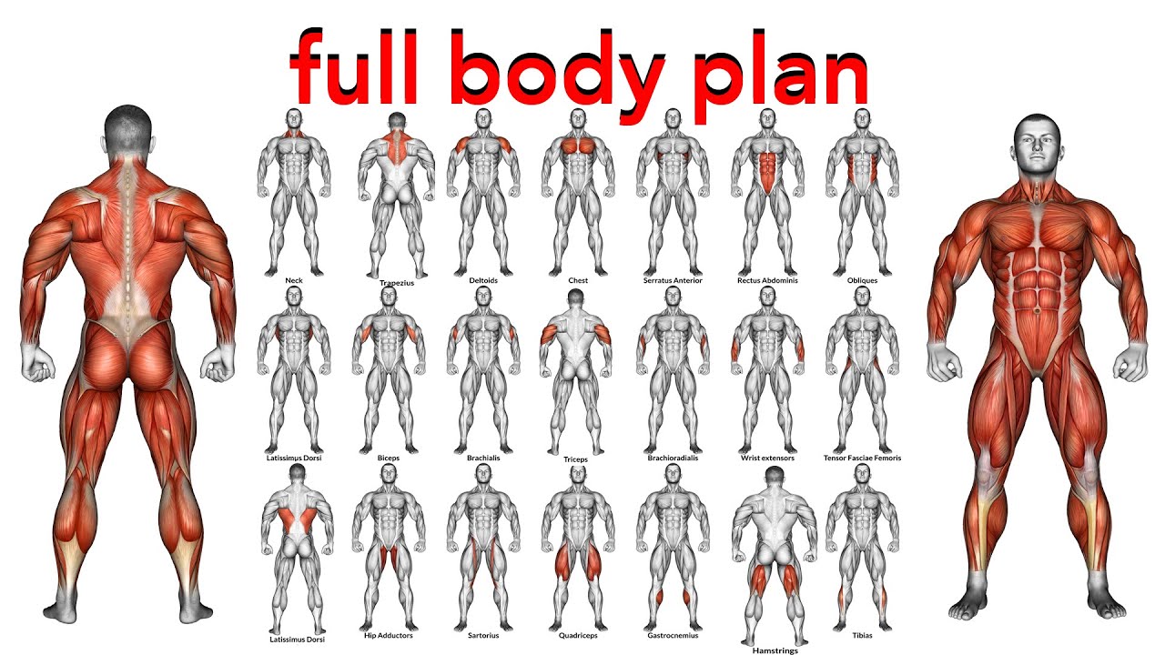 Full Body Workout Plan don't skip - YouTube