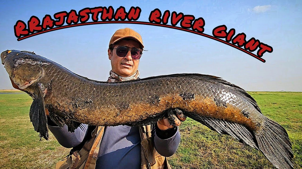 wow! monster catch || snakehead fishing || lucana frog fishing - YouTube
