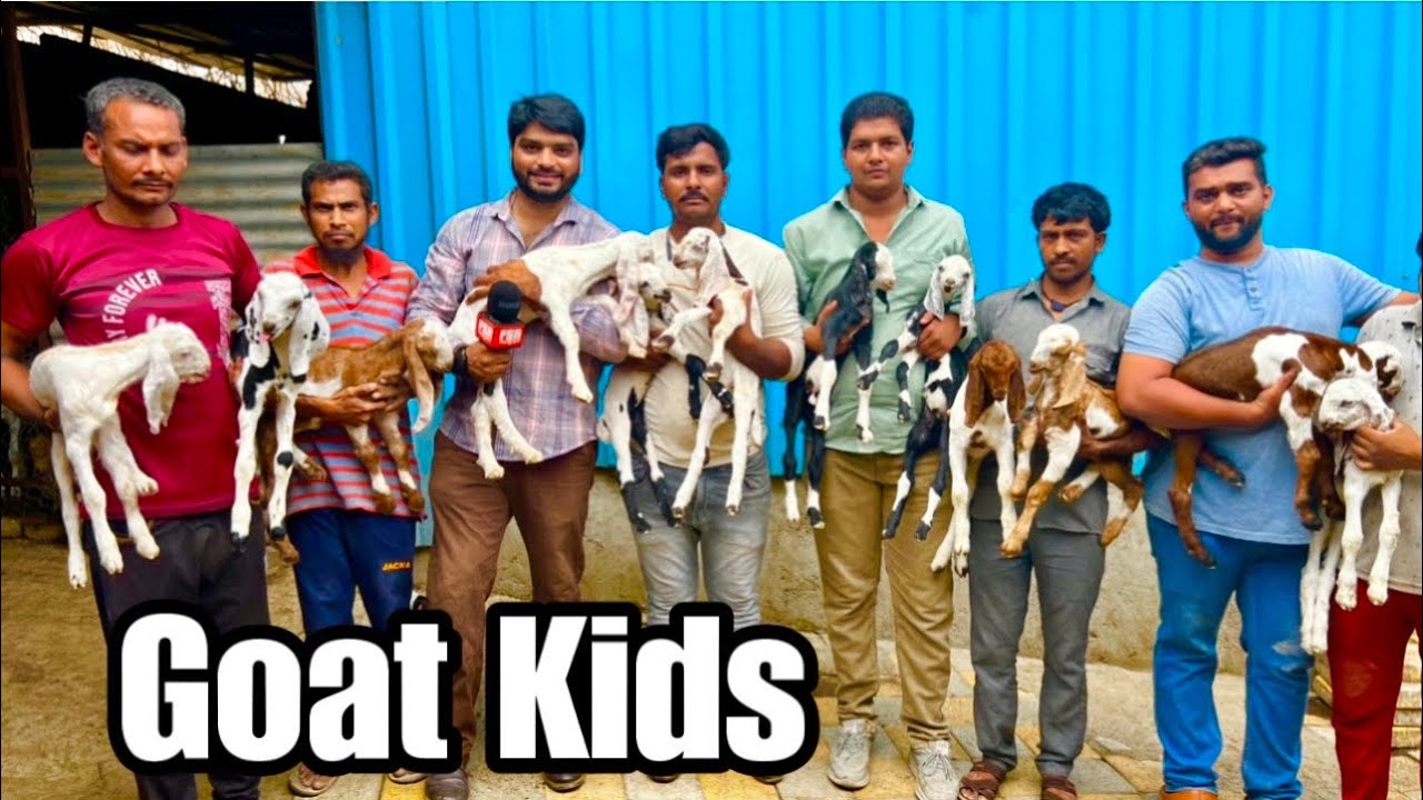 Poona Goat Farm’s Breeding Setup, Breeder & Goat Kids - YouTube