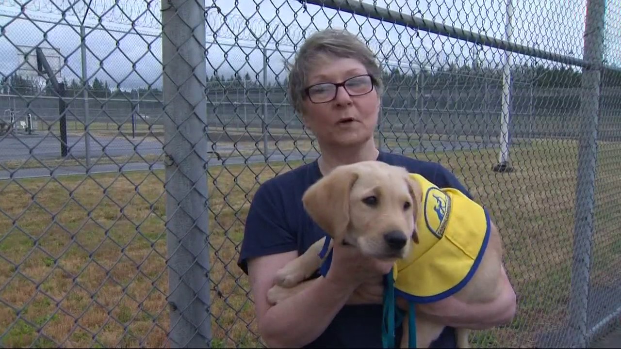 Women inmates training canine companions - YouTube