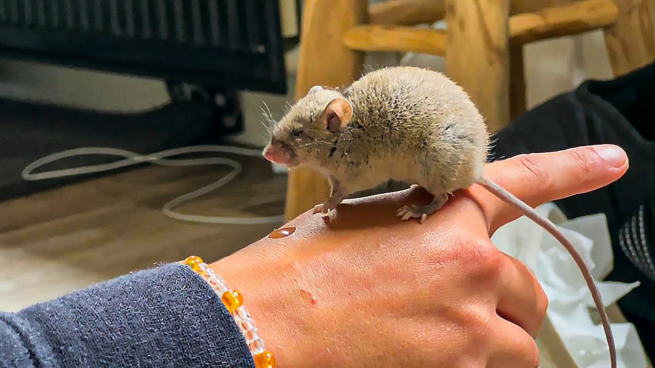 Een Bijzonder moment Wilde Muis zoekt hulp en klampt zich vast aan de ...