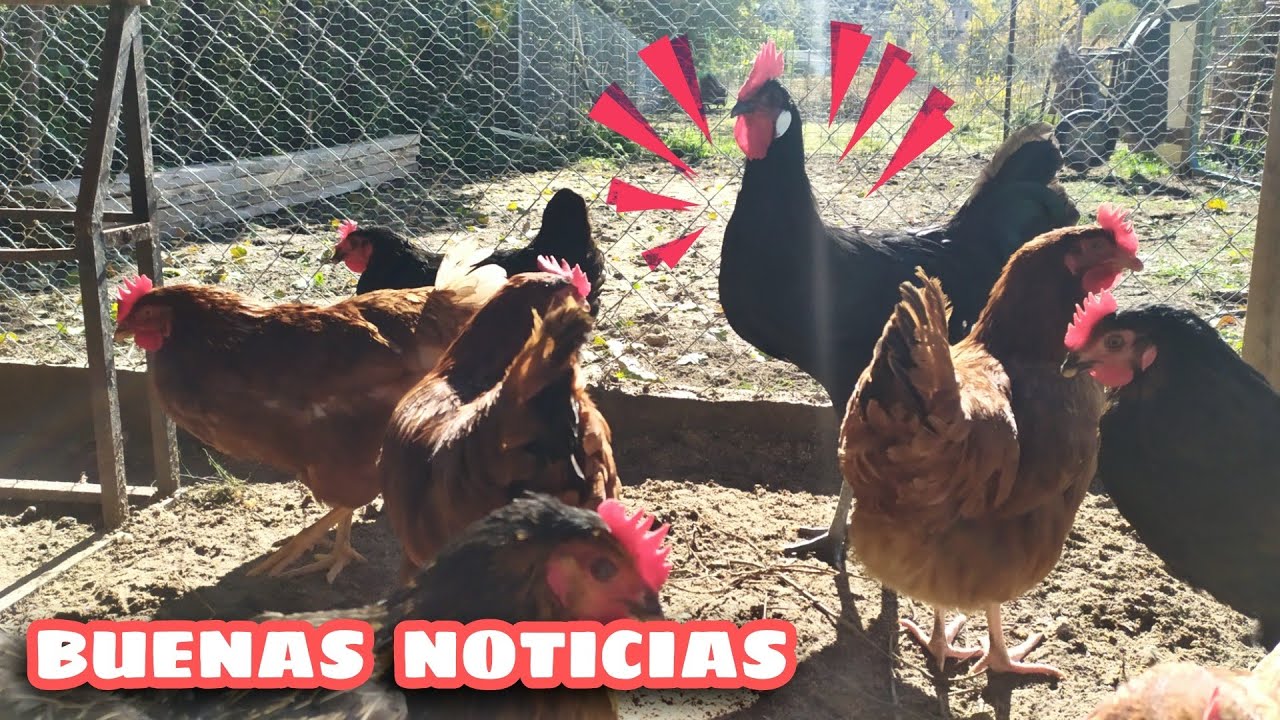 GALLO PISANDO y gallina clueca - YouTube