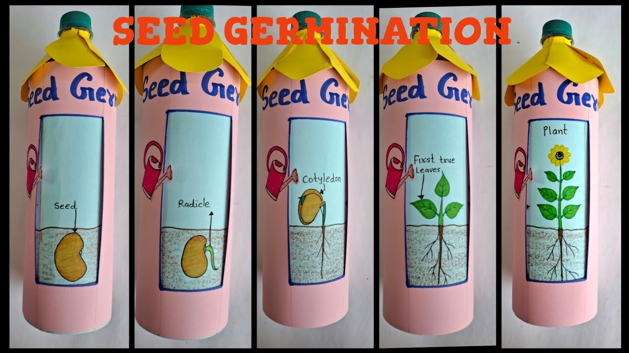 Seed Germination Working model|Best Science project Model|Seed ...