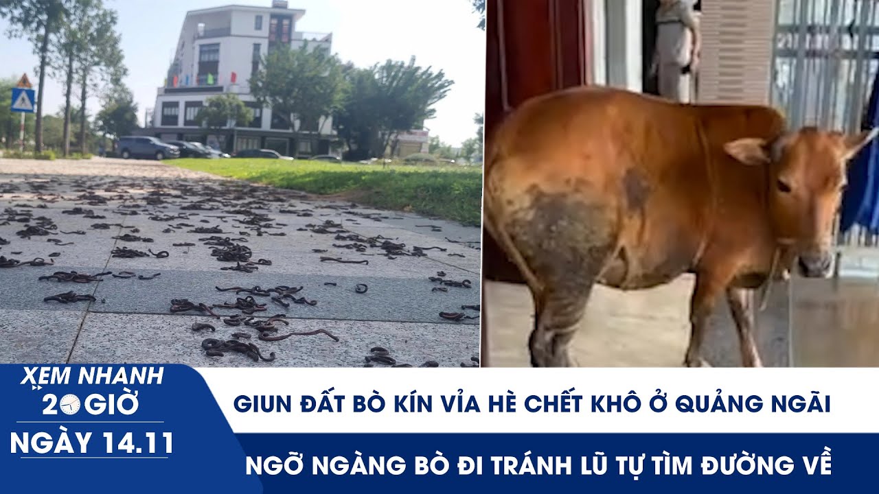 XEM NHANH 20H 14/11: Giun đất bò kín vỉa hè chết khô ở Quảng Ngãi | Bò ...