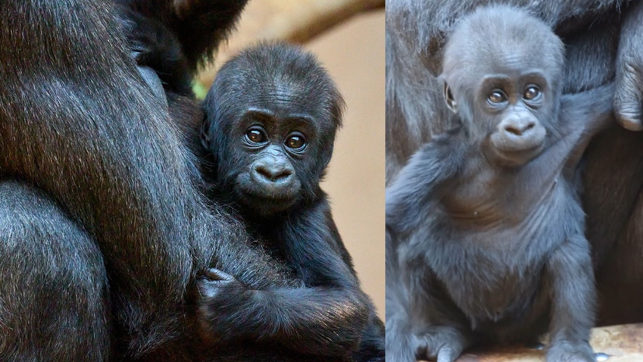 Inkumi's BIG Update! 7 Months & Cuter Than Ever! - YouTube