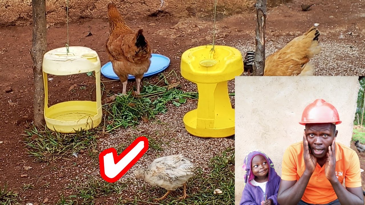 MAKING LOCAL HOME MADE CHICKEN FEEDERS For Our Paultry#farming - YouTube