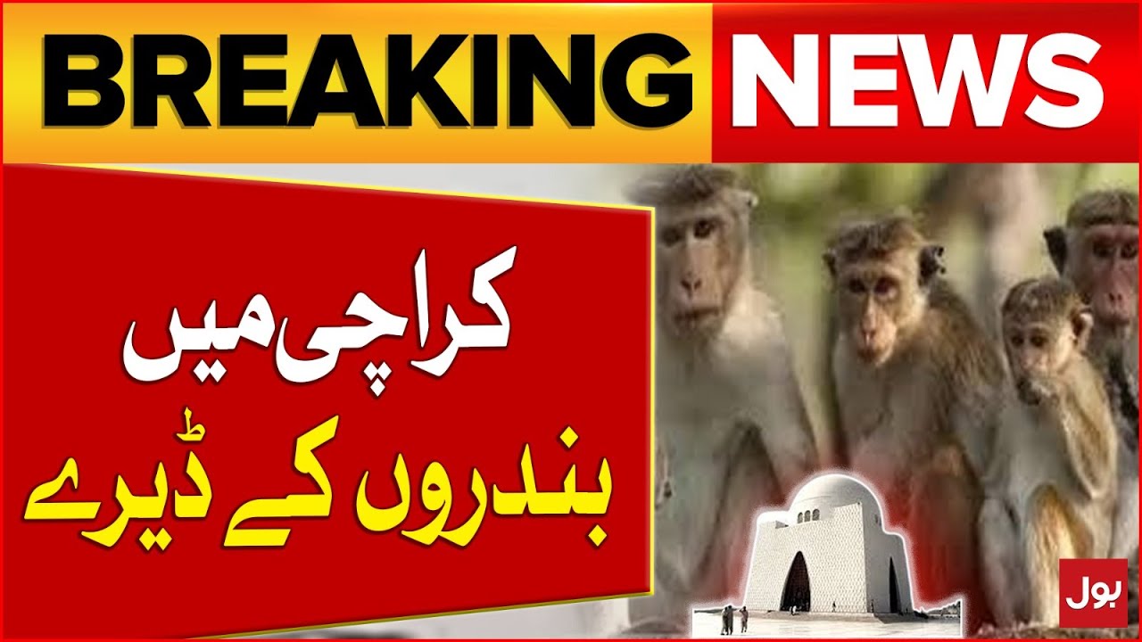 Shocking News | Massive Monkeys In Karachi | Latest Updates | Breaking ...